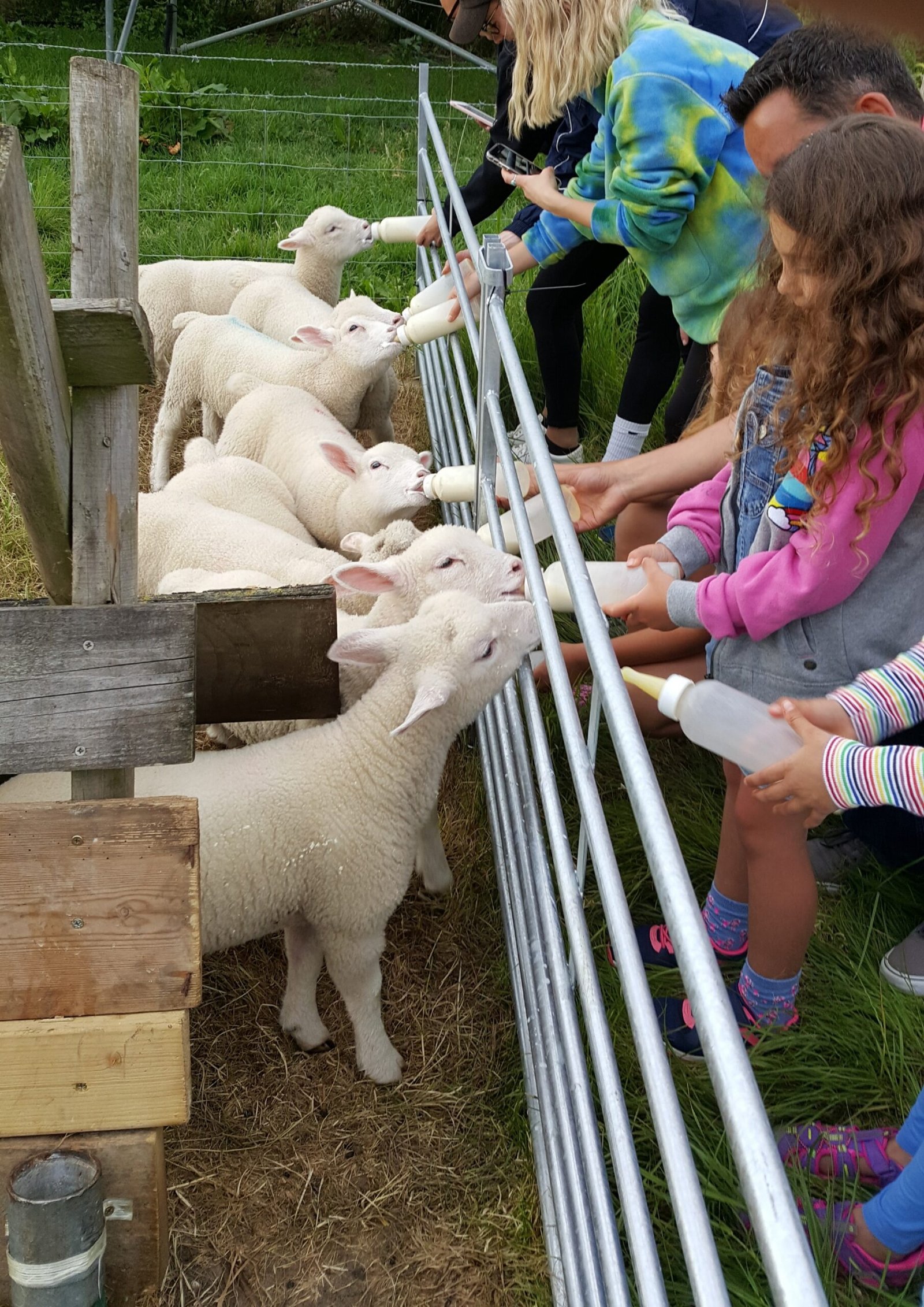 Lamb Feeding - Graston Farm | Graston Farm Self Catering Cottages
